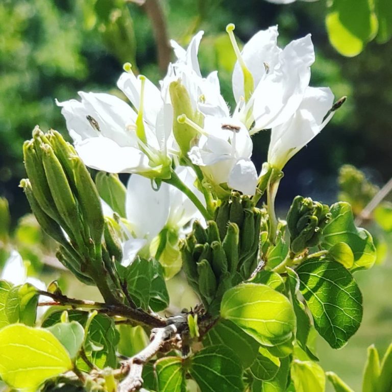 Shade Trees - Desert Shade Nursery