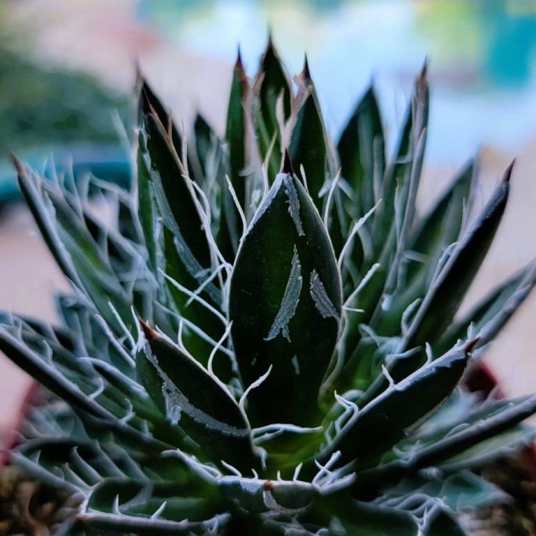 Agaves & Succulents - Desert Shade Nursery