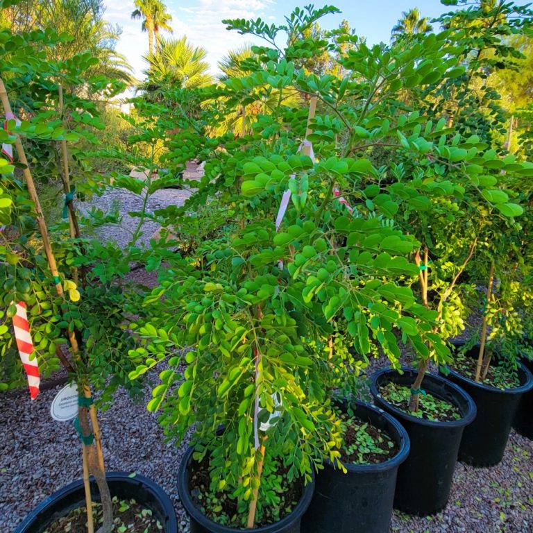 Desert Shade Nursery - Rare plants