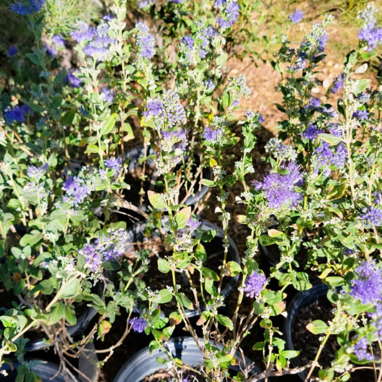 Dark Knight Shrub 'Blue Mist, Bluebeard' - Desert Shade Nursery