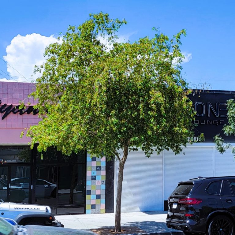 Shade Trees - Desert Shade Nursery