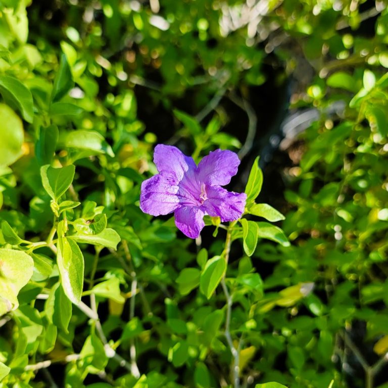 Baja Ruellia - Desert Shade Nursery