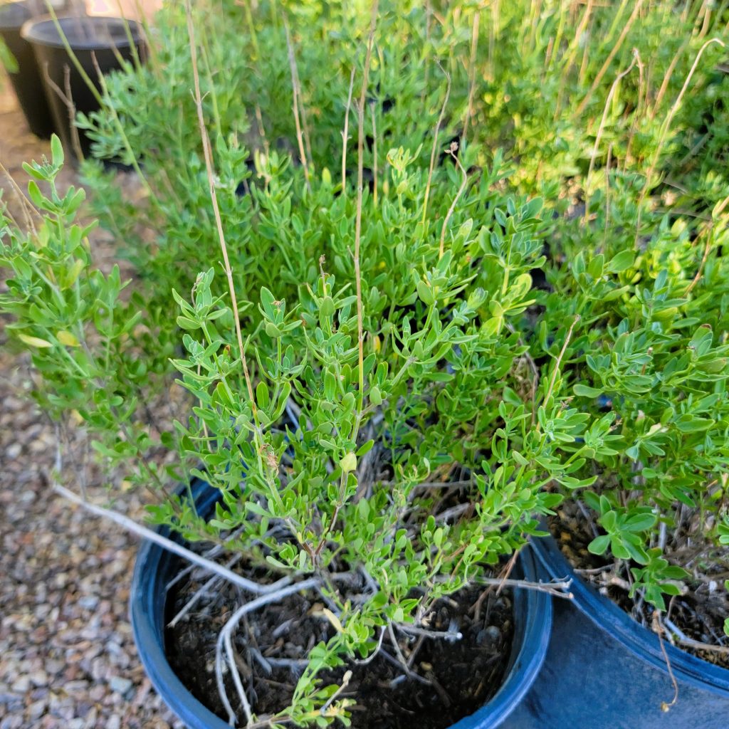 Ultra Violet Sage - Desert Shade Nursery