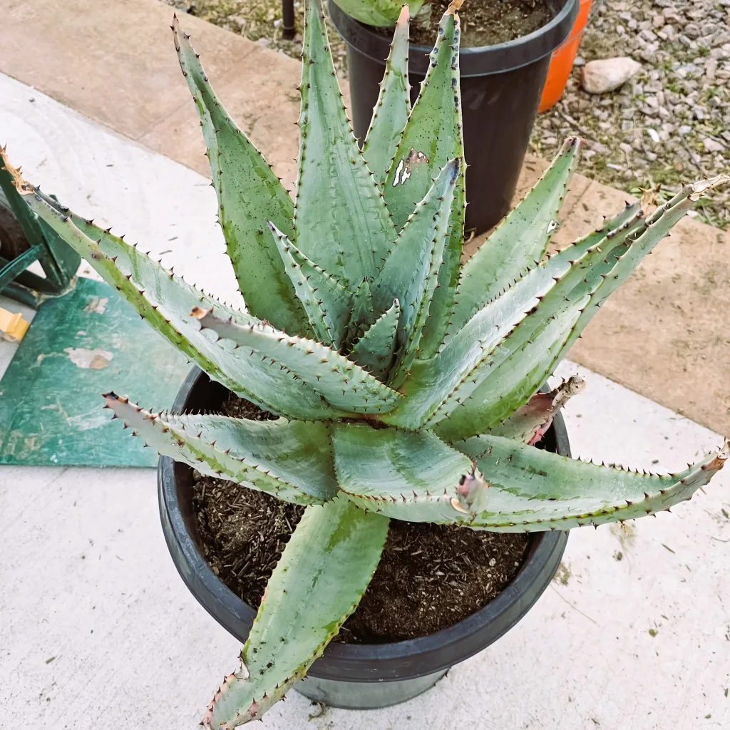 Cape Aloe - Desert Shade Nursery