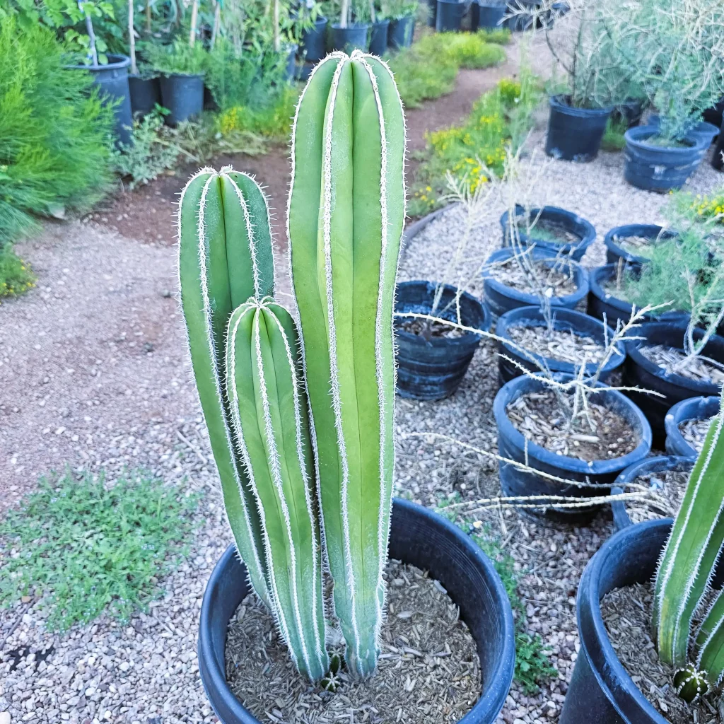 Mexican Fencepost Cactus - Desert Shade Nursery